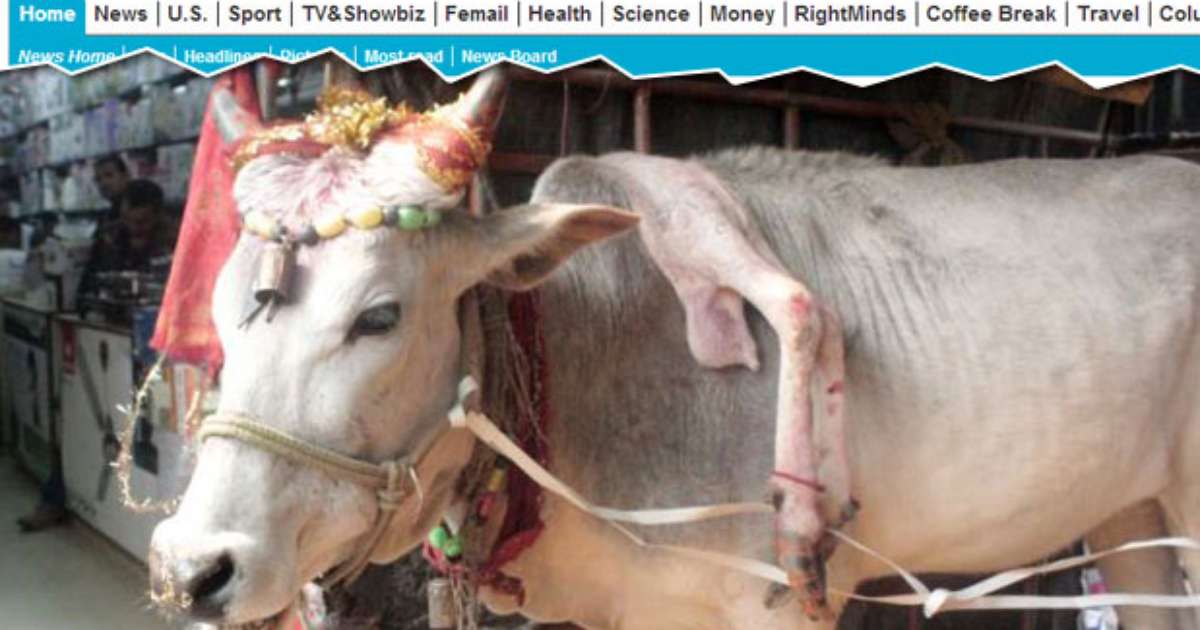 Índia: vaca de cinco pernas dá sorte para fieis do hinduismo