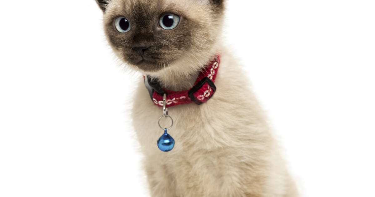 Gatos: veja dicas simples para passear com o seu pet