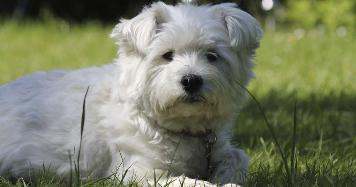Conheça a origem e particularidades dos cães Terrier