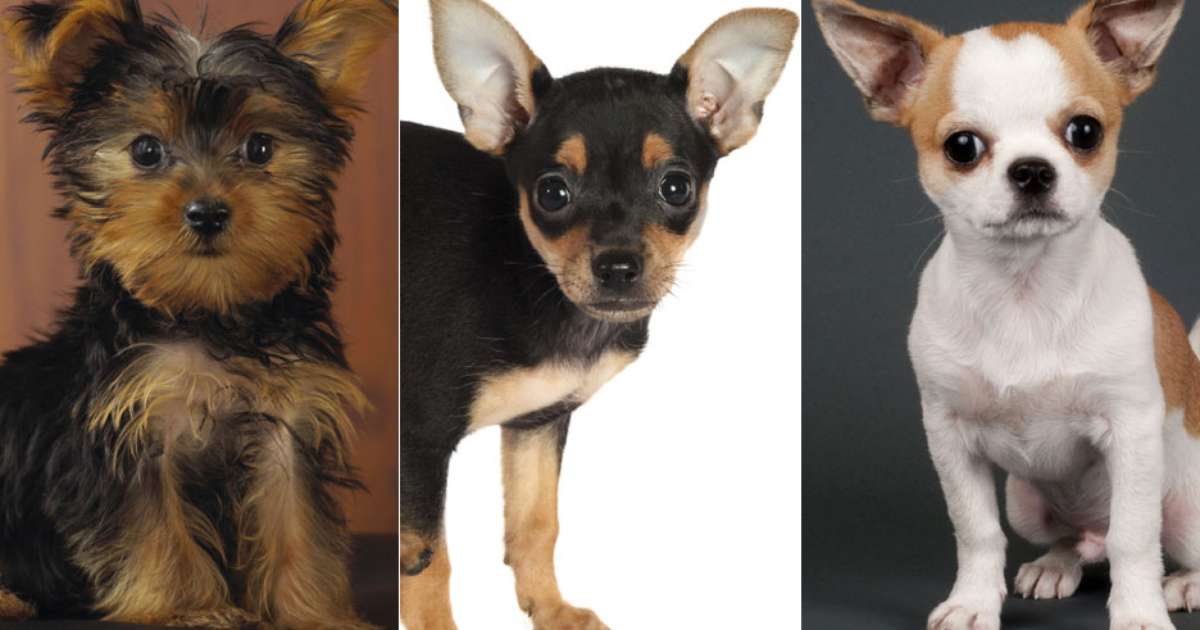 Cachorros de bolso: conheça raças que cabem na palma da mão