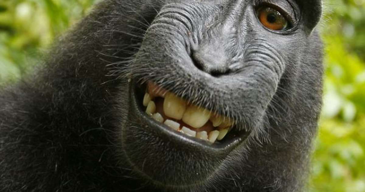 Selfie de macaco gera briga entre fotógrafo e Wikipédia