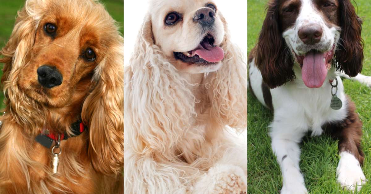 Conheça os diferentes tipos de cachorros Cocker Spaniel
