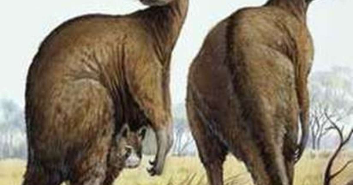 Em vez de pular, canguru pré-histórico 'andava em 2 patas'