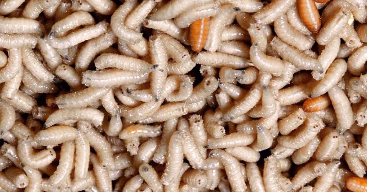 Chinês é operado para tirar 20 larvas que vivem sob sua pele