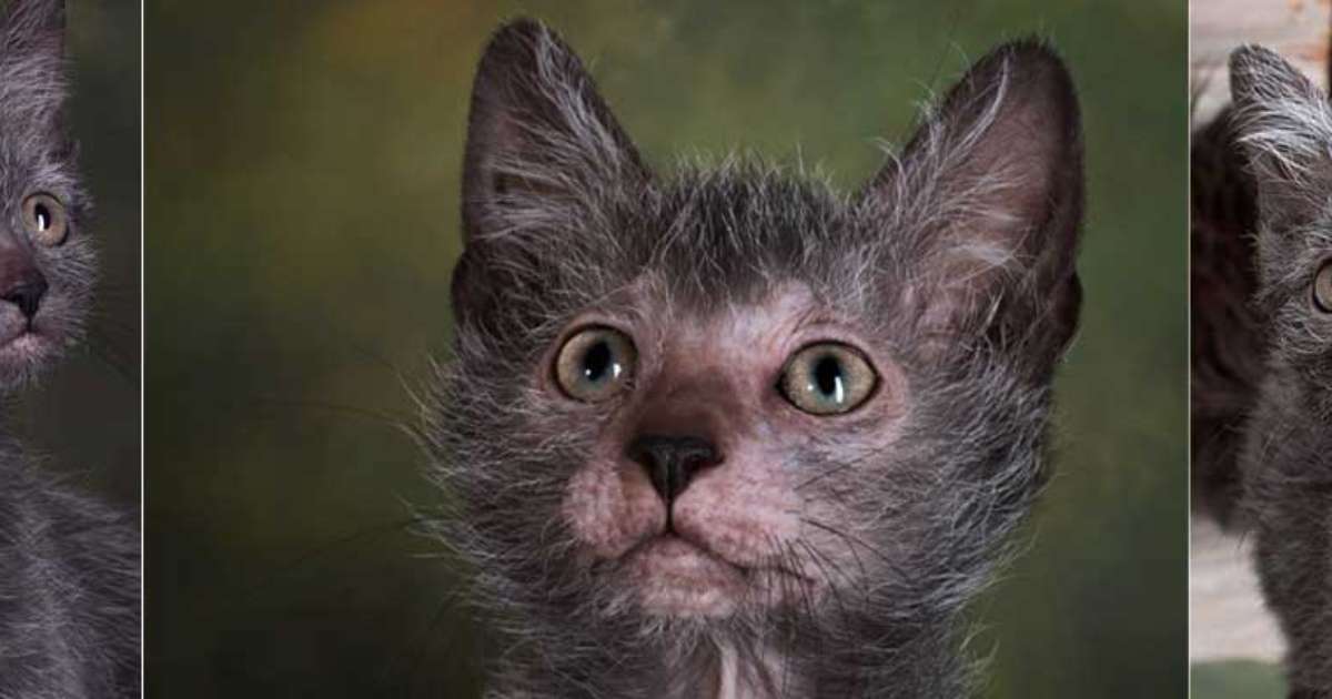 Lykoi: conheça a raça do "gato lobo"