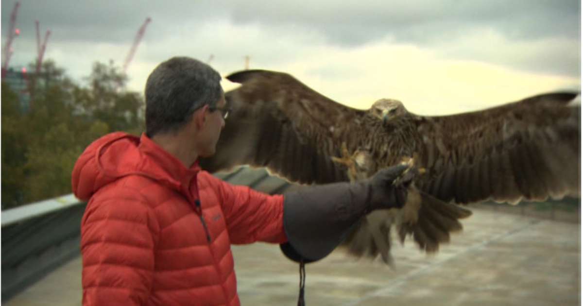 Especialistas estudam treinar aves para derrubar drones