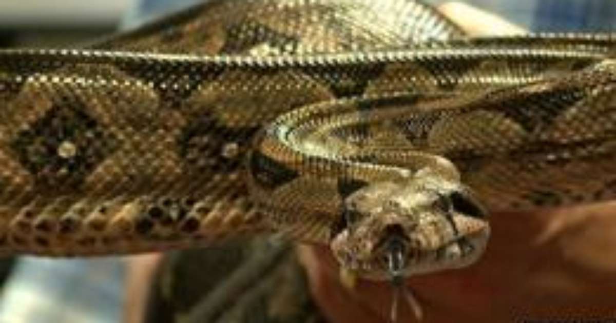 Estudo acaba com mito do sufocamento e revela como jiboia mata a presa