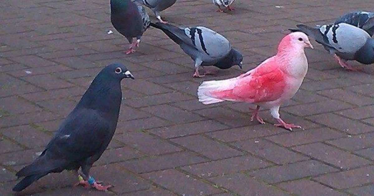 Mistério das “pombas pink” gera curiosidade no Reino Unido