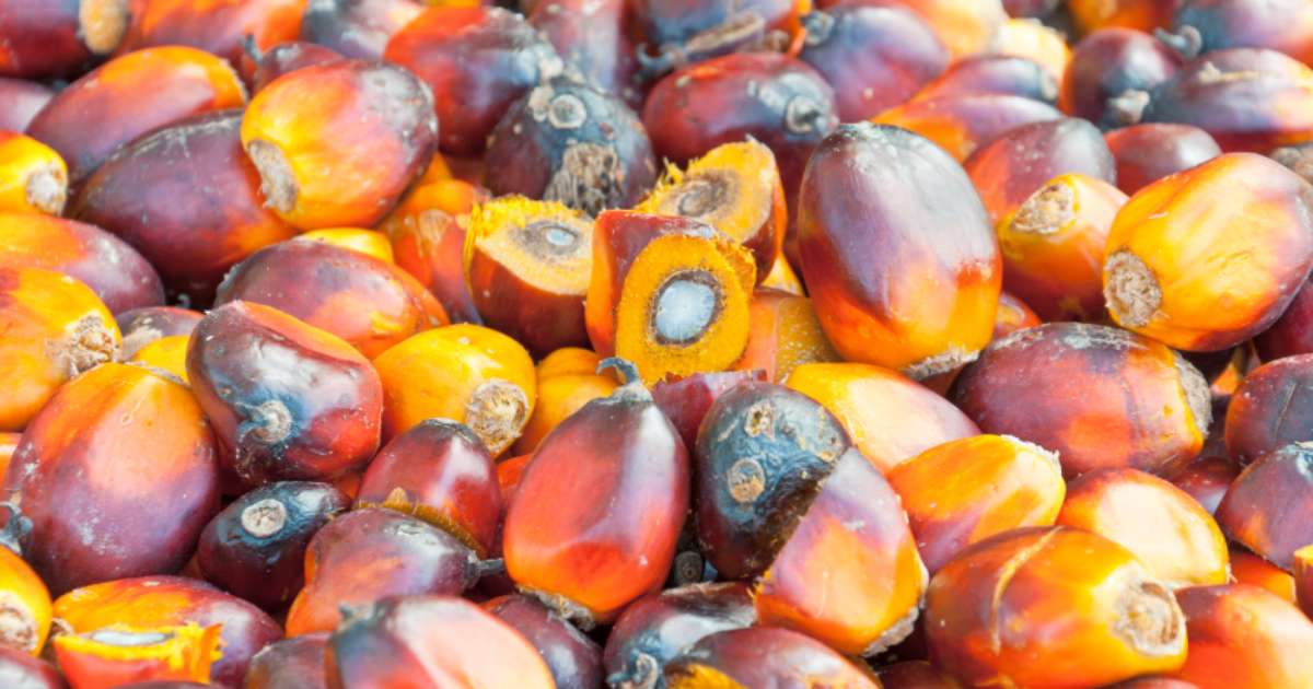 Cuide bem da pele com o óleo de palma