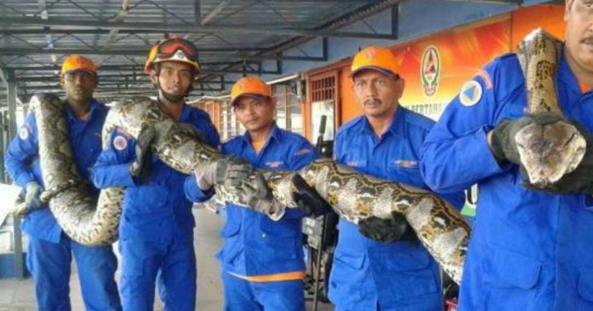 8 metros! Maior cobra do mundo é encontrada na Malásia