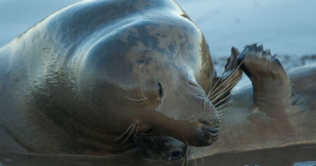 Em busca de "seals", jogadores de Pokémon Go no Reino Unido intimidam focas