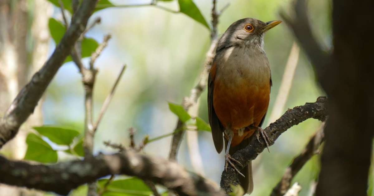 Sabe que horas são? É Hora do Sabiá. Projeto investiga a insônia do ...