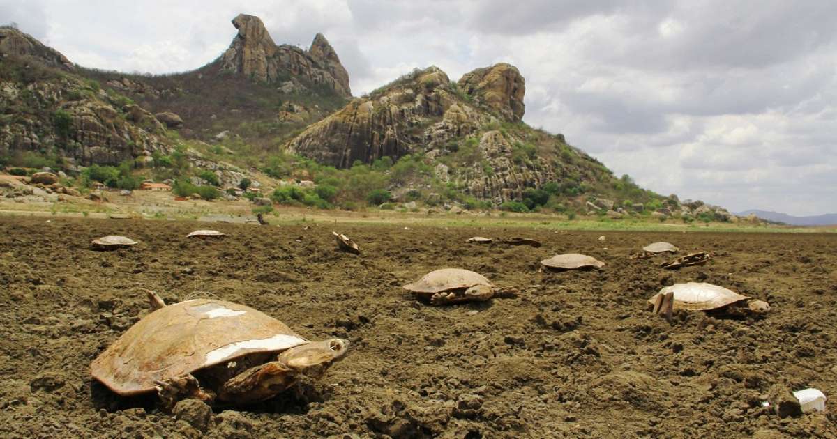 Como açude mais antigo do Brasil virou 'cemitério de cágados'