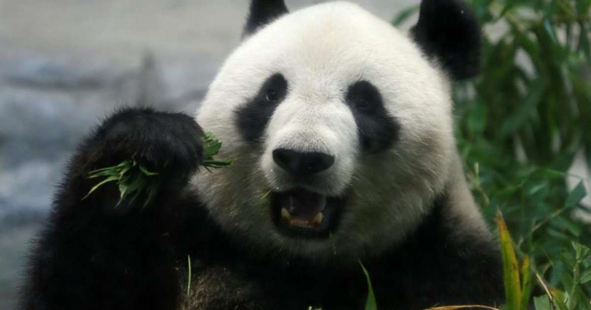 Filhote de panda nasce em zoológico de Tóquio
