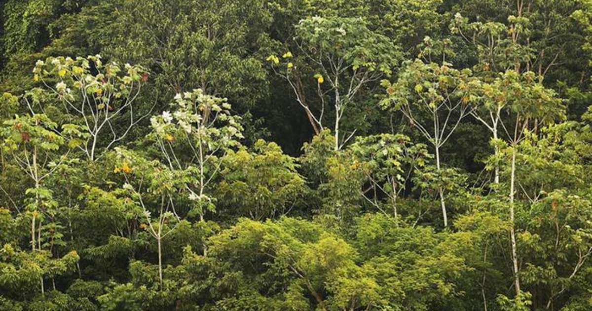 Por que a Amazônia é vital para o mundo?