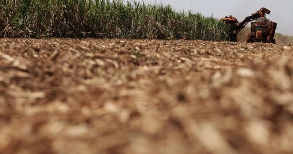 Raízen paralisa duas usinas de SP por 2 anos diante de escassez de cana