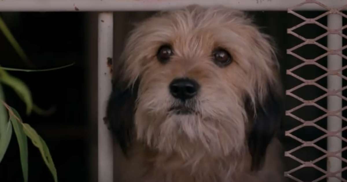 Benji: Trailer revela a data de estreia do reboot na Netflix