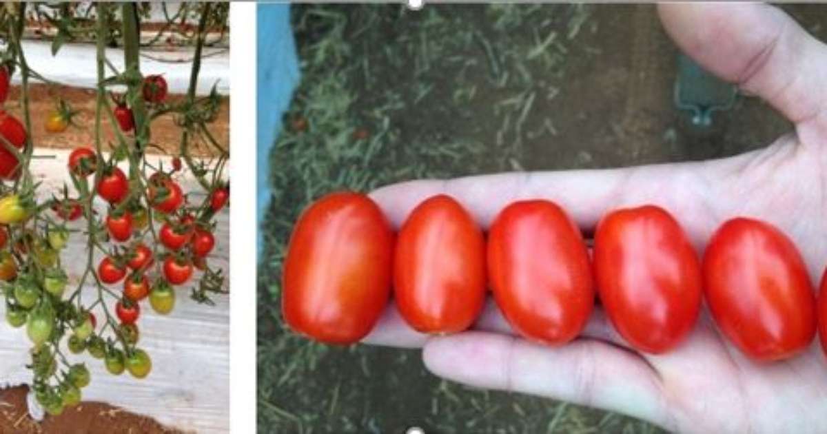 Tomate mais adocicado, ideal para petiscos, é destaque da Seminis na ...