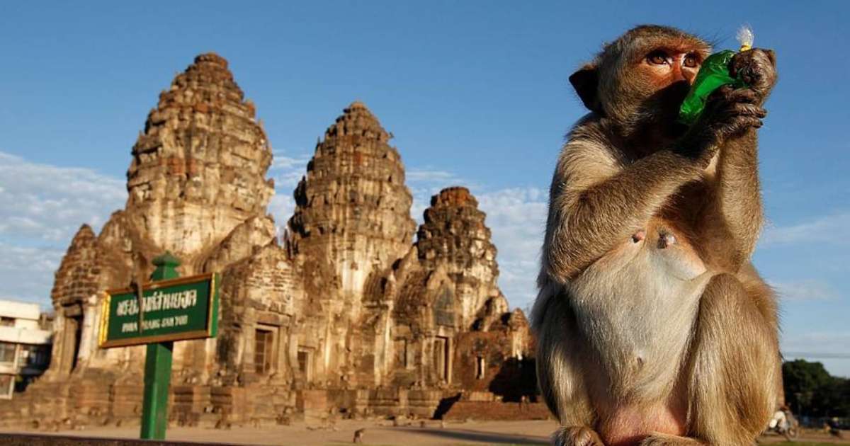 Macacos vivem como reis em cidade da Tailândia