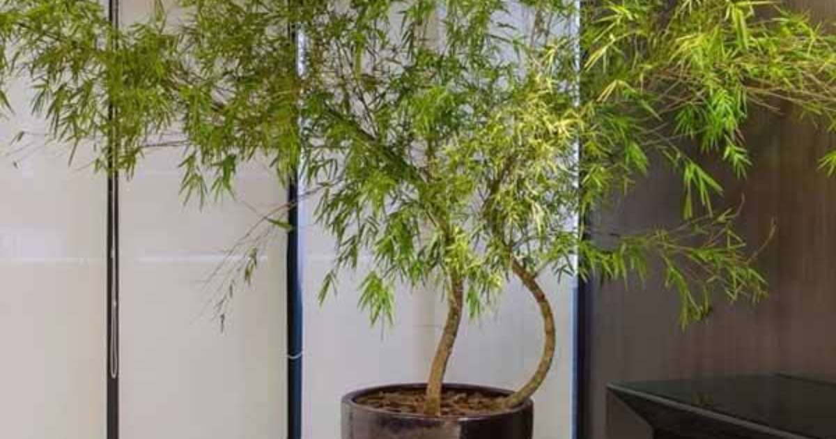 Bambu Mossô: Realce a Sua Decoração com Leveza