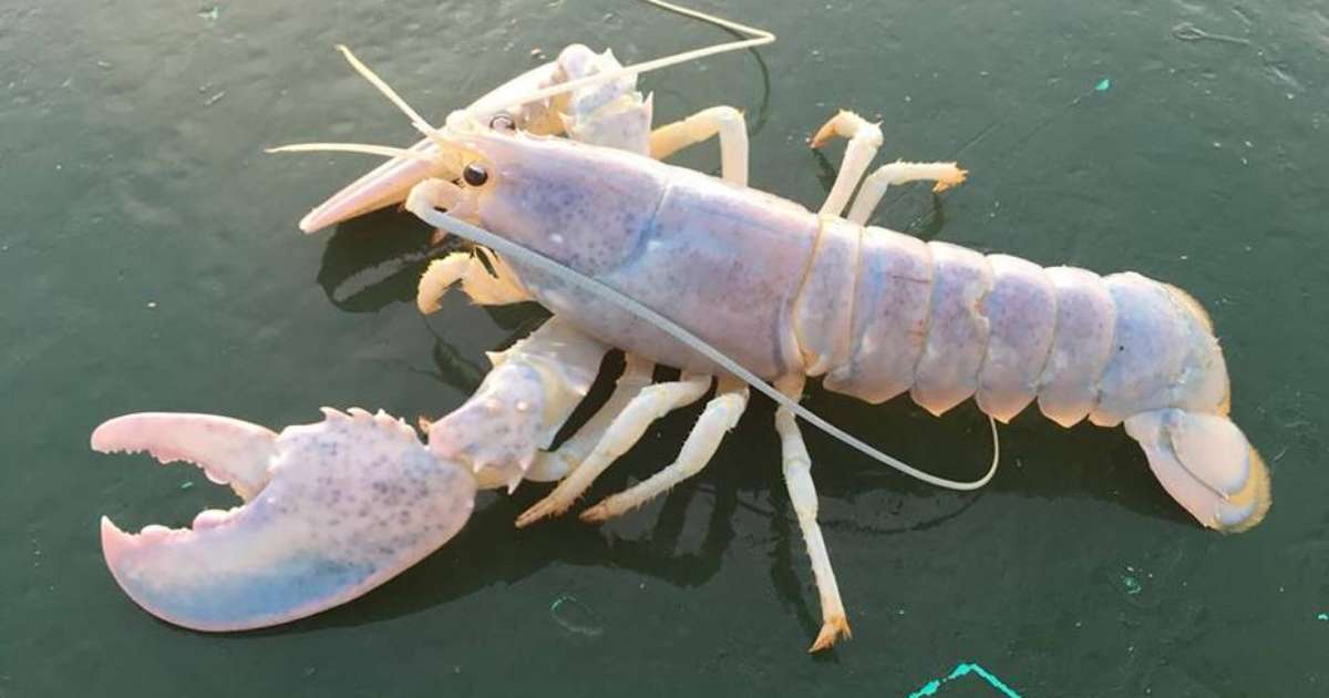 Rara lagosta albina é encontrada por pescador nos Estados Unidos