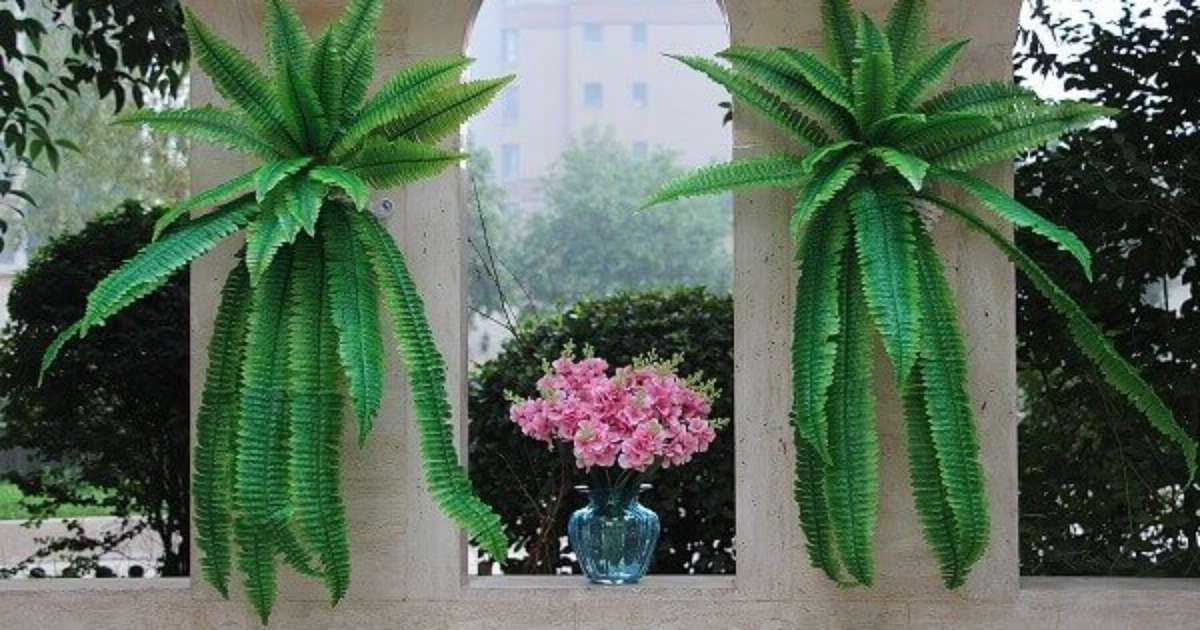 Samambaia: +60 Ideias de Decoração para Sua Casa