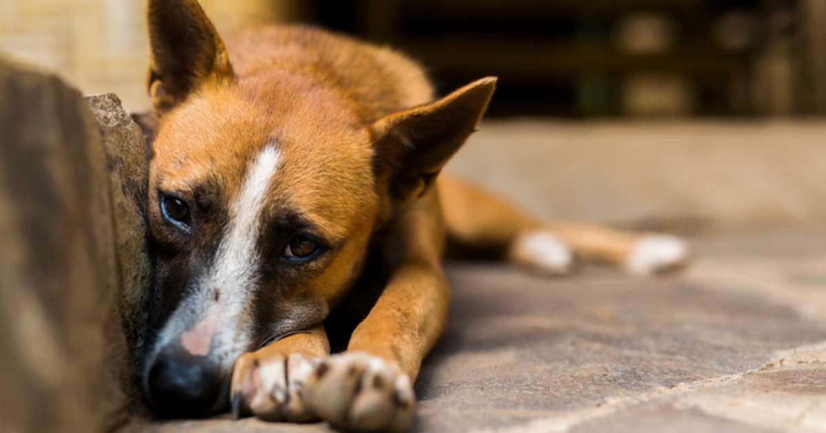 Saiba como denunciar, passo a passo, maus-tratos praticados contra ...
