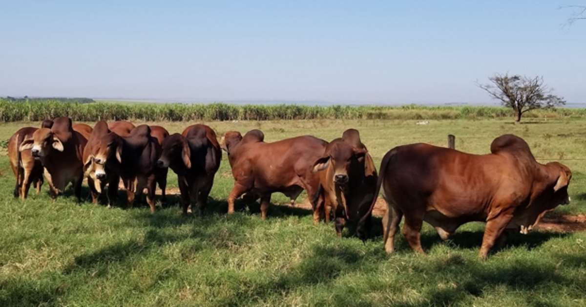 Brasil amplia o número de rebanhos puros da linhagem vermelha da raça ...