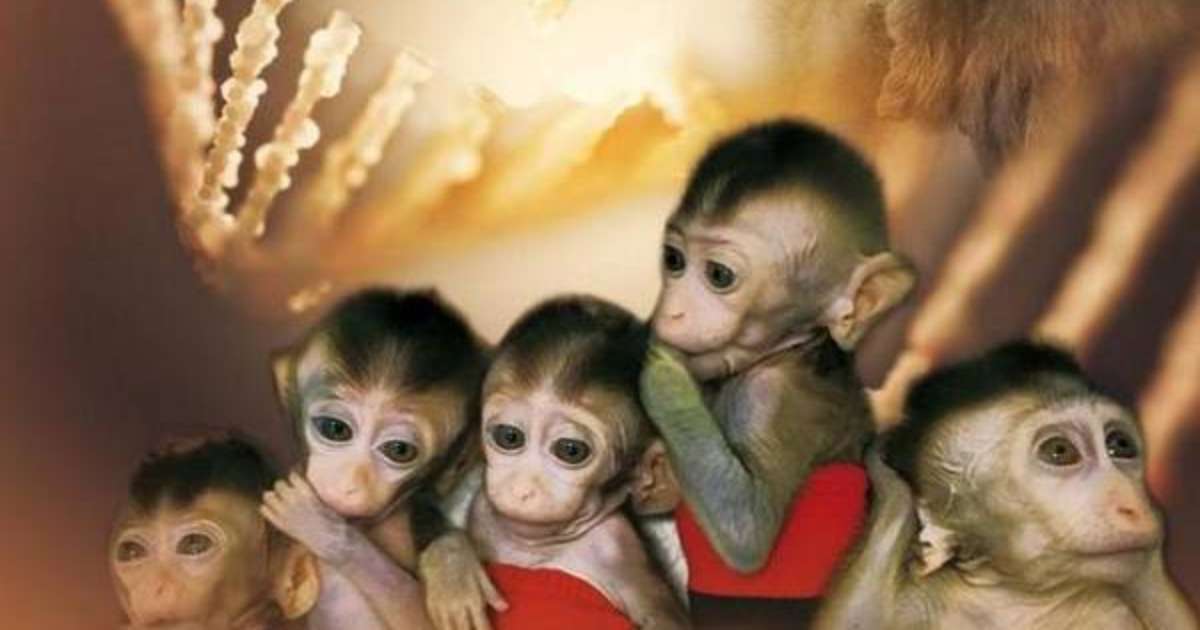 China Clona Macacos Portadores De Doenças Genéticas