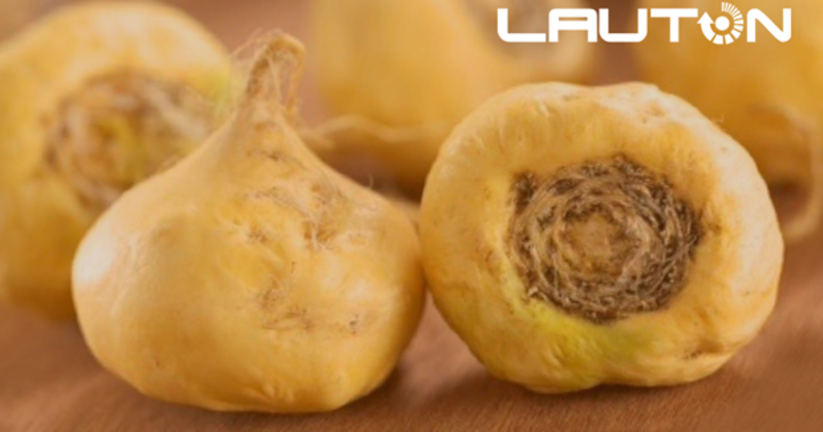 Maca Peruana: por que esse superalimento atrai e conquista consumidores ...