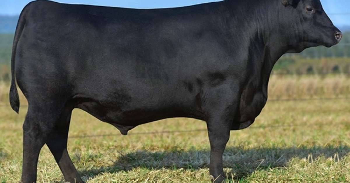 Chega ao Brasil nova linhagem de Aberdeen Angus