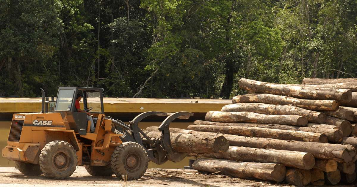 Governo Bolsonaro estuda liberar exportação 'in natura' de madeira ...