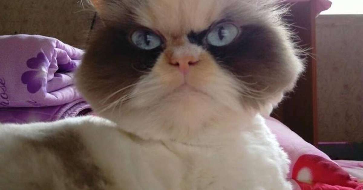 Conheça a gata Meow Meow, nova 'Grumpy Cat' das redes sociais