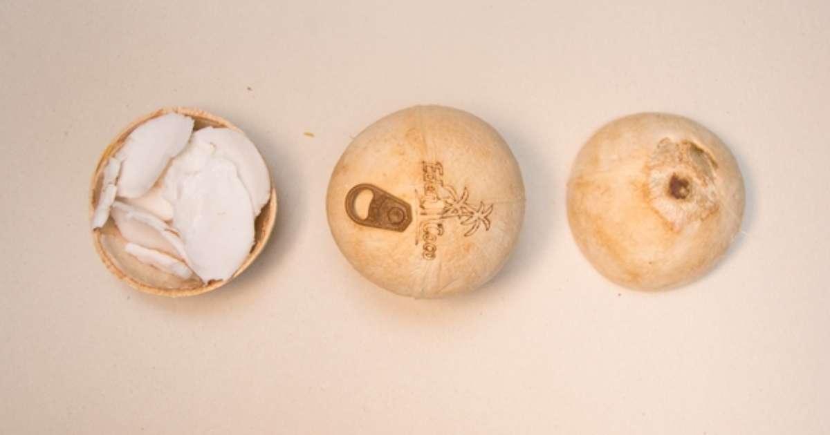 Do coco ao coqueiro - o fruto que tudo se reutiliza