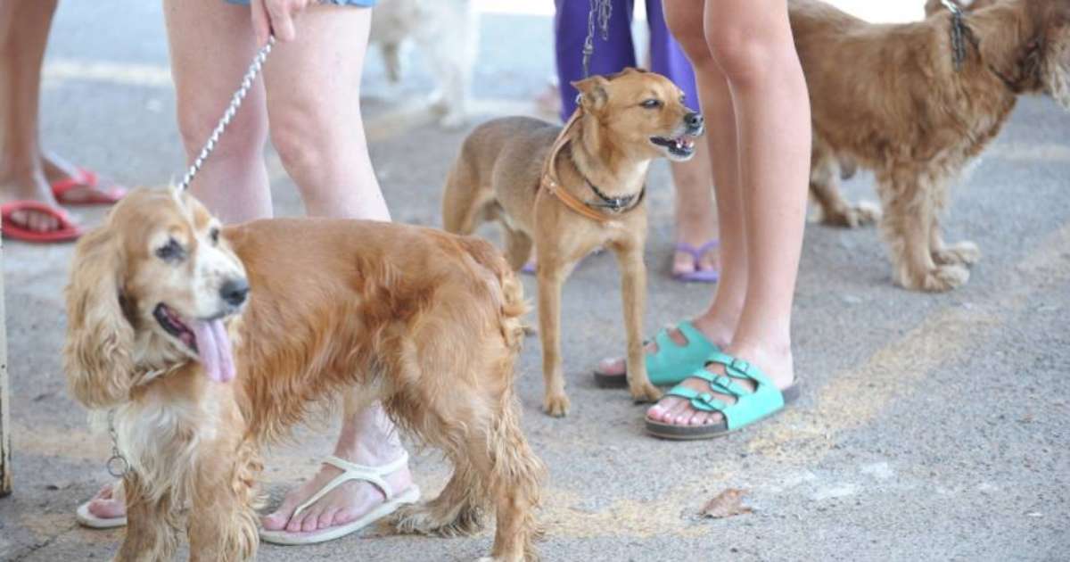 Raiva humana: saiba os sintomas, os riscos e como se proteger