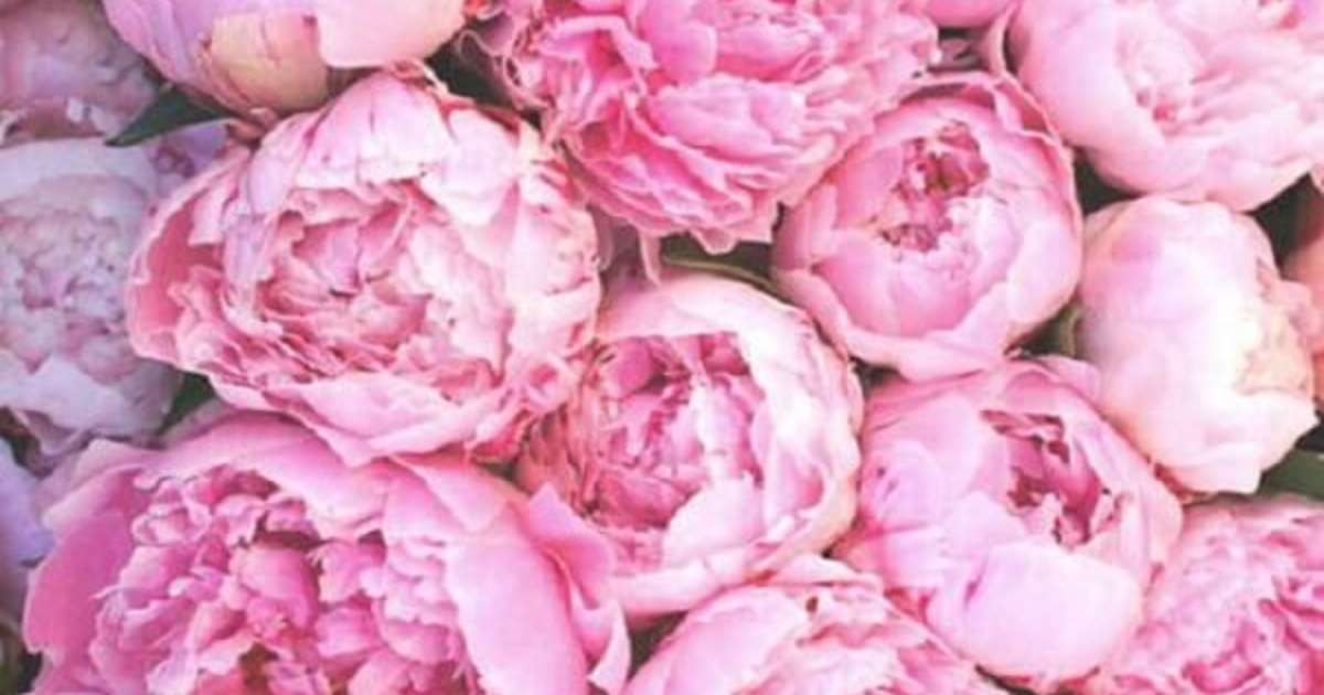 Peônia: Conheça e Se Apaixone pela Beleza Exótica Dessa Flor