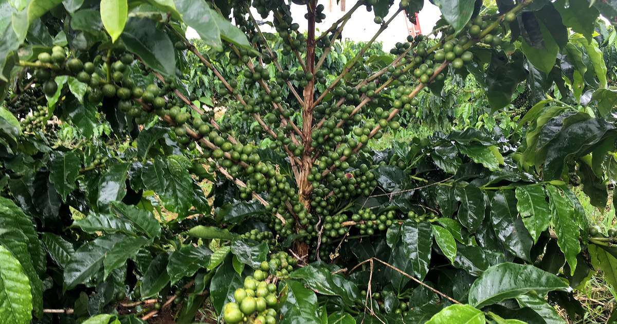 Cooxupé recebe recorde de 8,1 mi sacas de café em 2020, acima do esperado