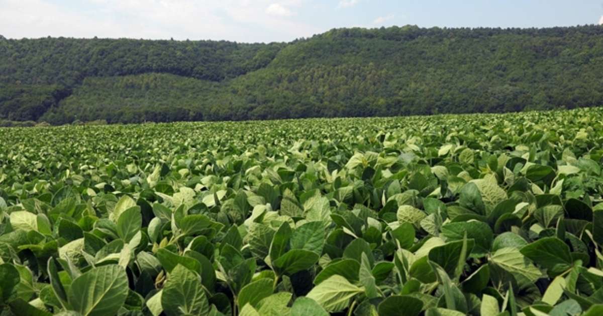 Programa de pré-certificação de soja Intacta da Bayer oferece ...