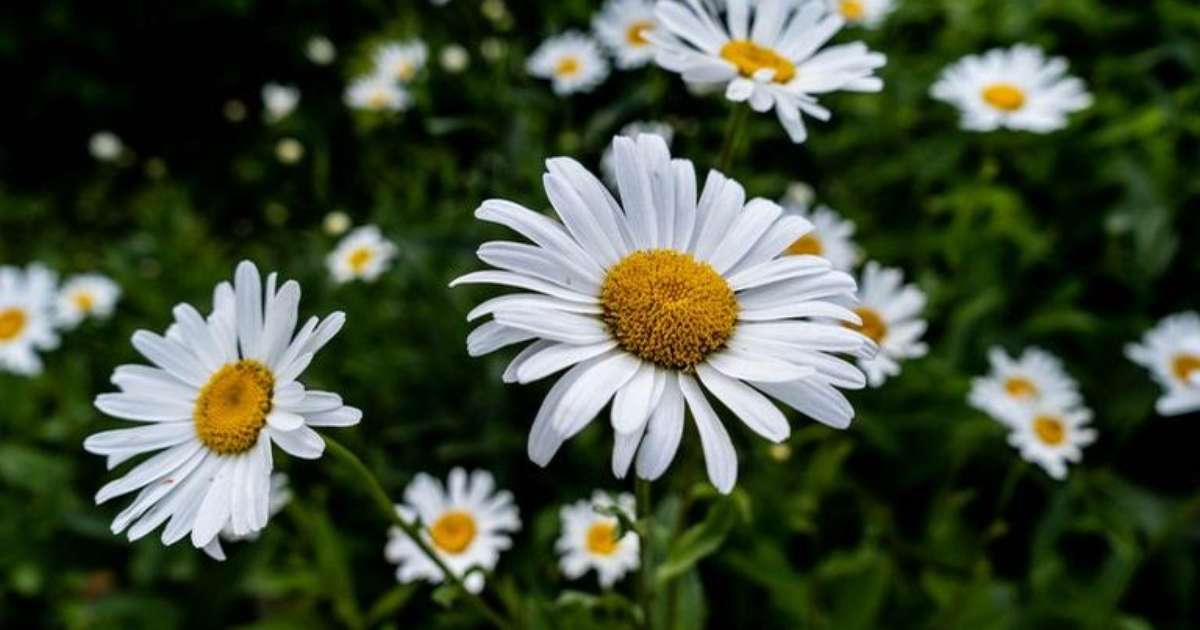 Margarida: conheça o poder da flor do amor e da juventude