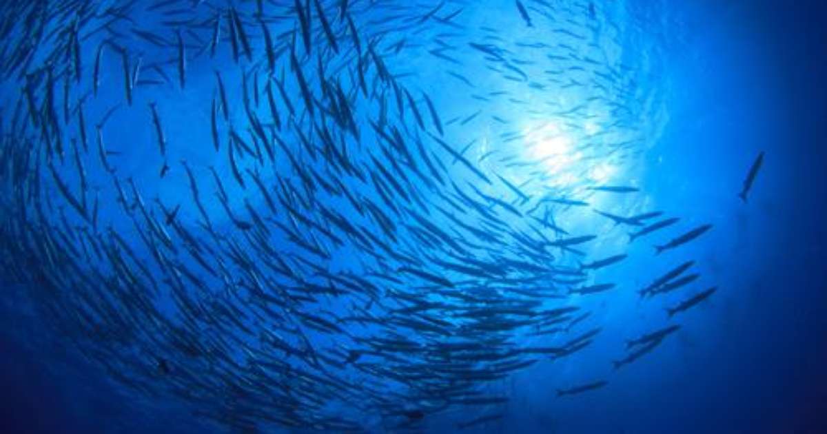 O Sol em Peixes promete surpresas