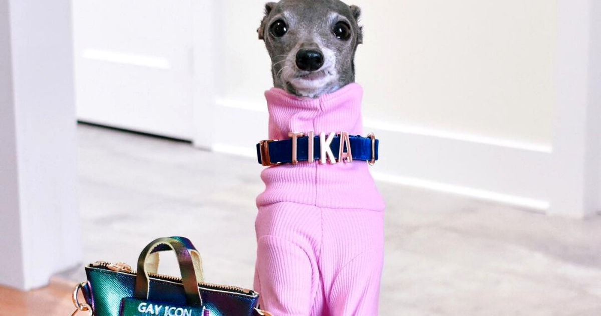 Conheça a Tika The Iggy, cachorra que faz sucesso como influenciadora ...