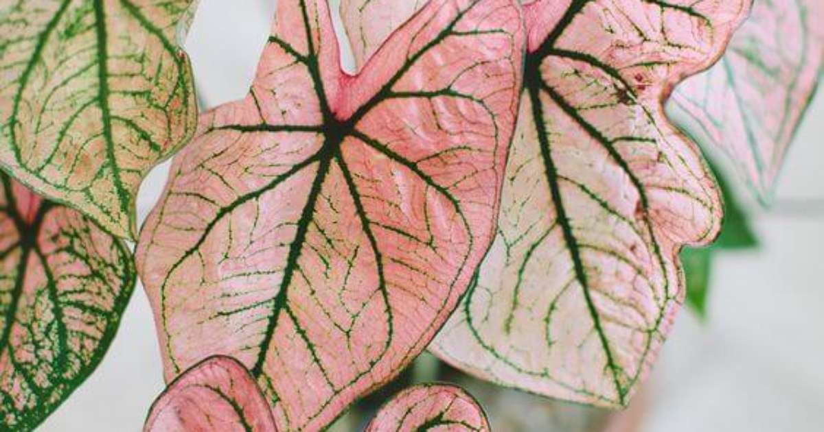 Caladium: Conheça os Tipos, Como Cuidar e +47 Ideias Lindas