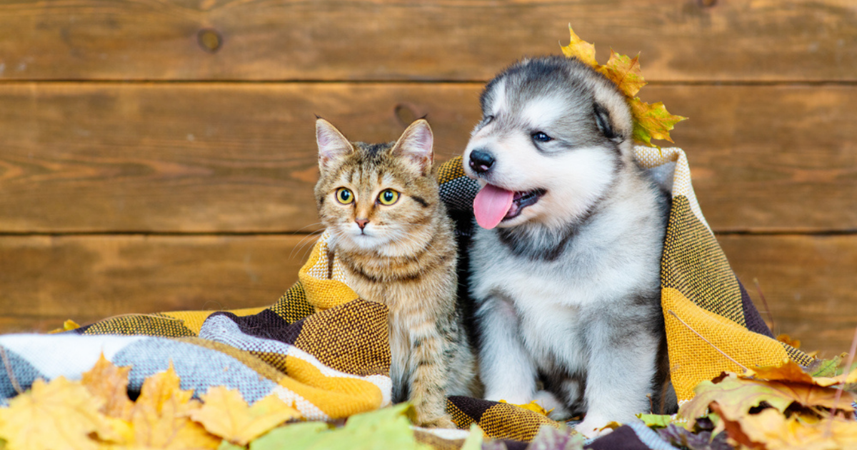 Proteja seu bichano! Tome os cuidados corretos com os pets no outono