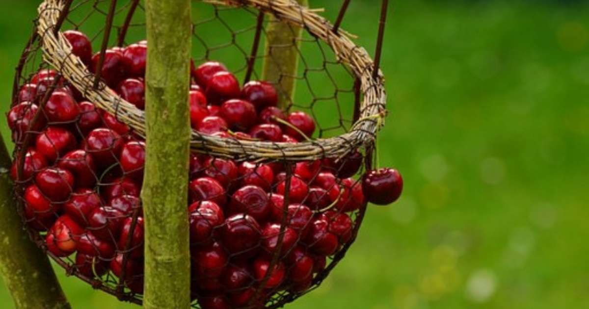 Conheça 5 benefícios das frutas vermelhas