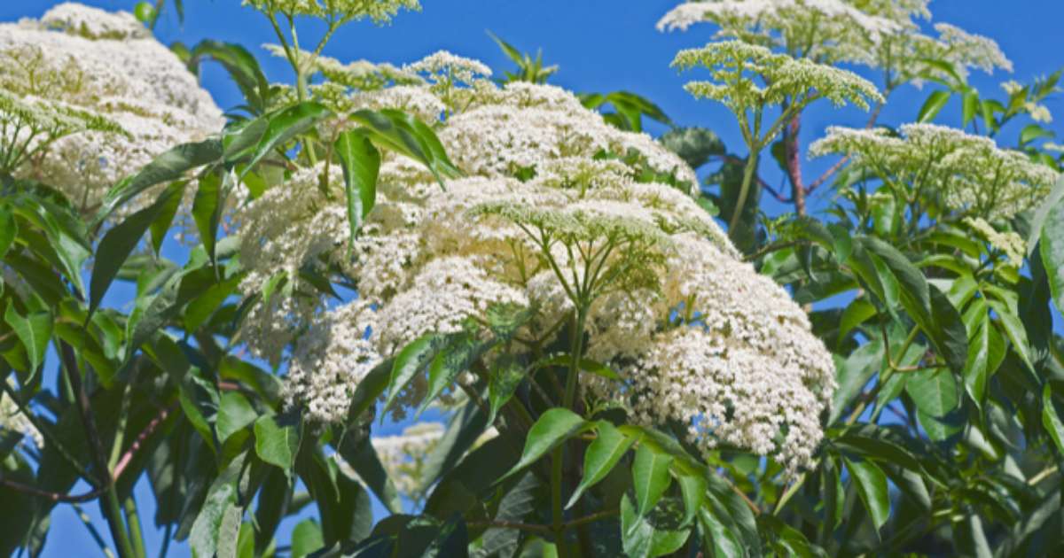 Sabugueiro, a planta que alivia os sintomas da gripe