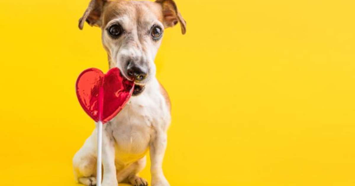 Dia do vira-lata: o meme de cada signo