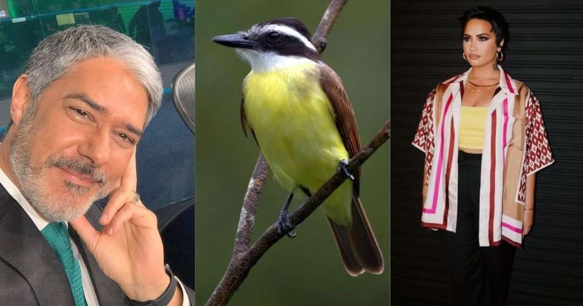 Memes do Bem-te-vi fazem sucesso na internet; entenda a zoeira