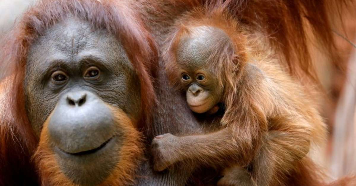 Filhote de orangotango de zoológico espanhol encanta visitantes e ...