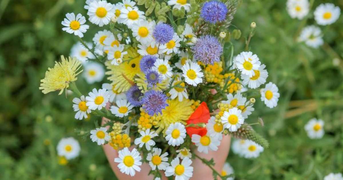A flor de cada signo do Zodíaco