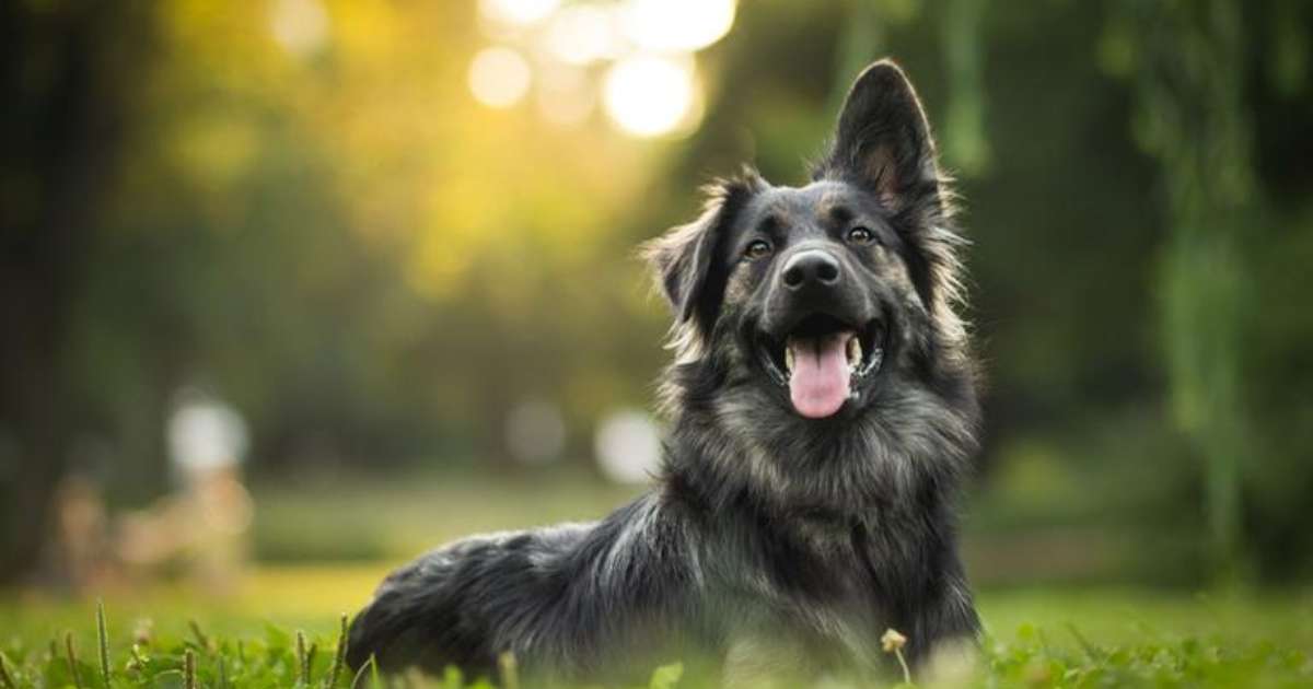 O cachorro de Libra: saiba as características do pet libriano